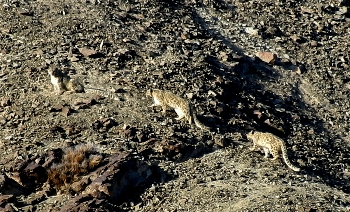 Open Snow Leopard Trek to Ladakh 2018