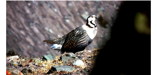 Ladakh wildlife tours, ladakh birds watching packages, birding in ...