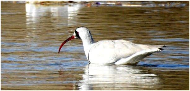 Ladakh wildlife tours, ladakh birds watching packages, birding in ...