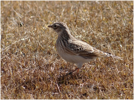 Ladakh wildlife tours, ladakh birds watching packages, birding in ...