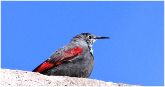 Ladakh Birding Trip and Wildlife Tour to Tsokar Lake, Ladakh birding ...