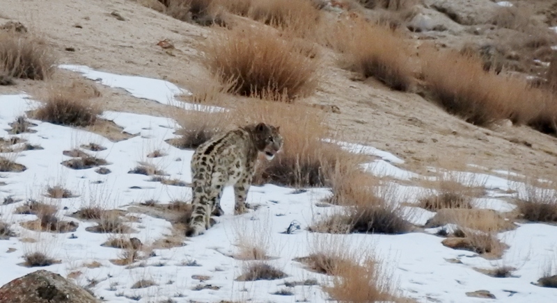 Snow Leopard Tours to Ladakh with Likir Festival, Signature Snow ...